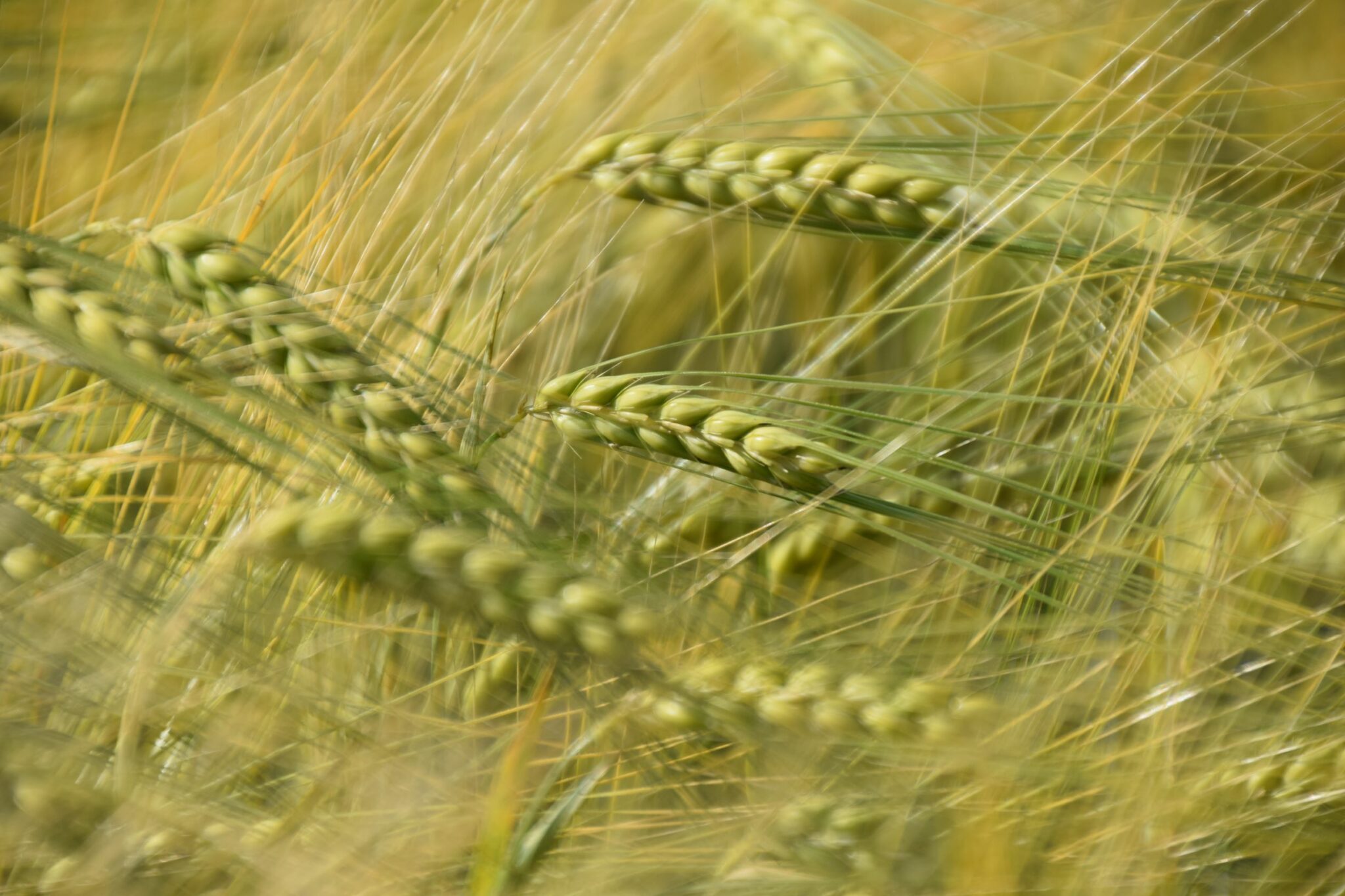 Wintergerste | Saatzucht Edelhof