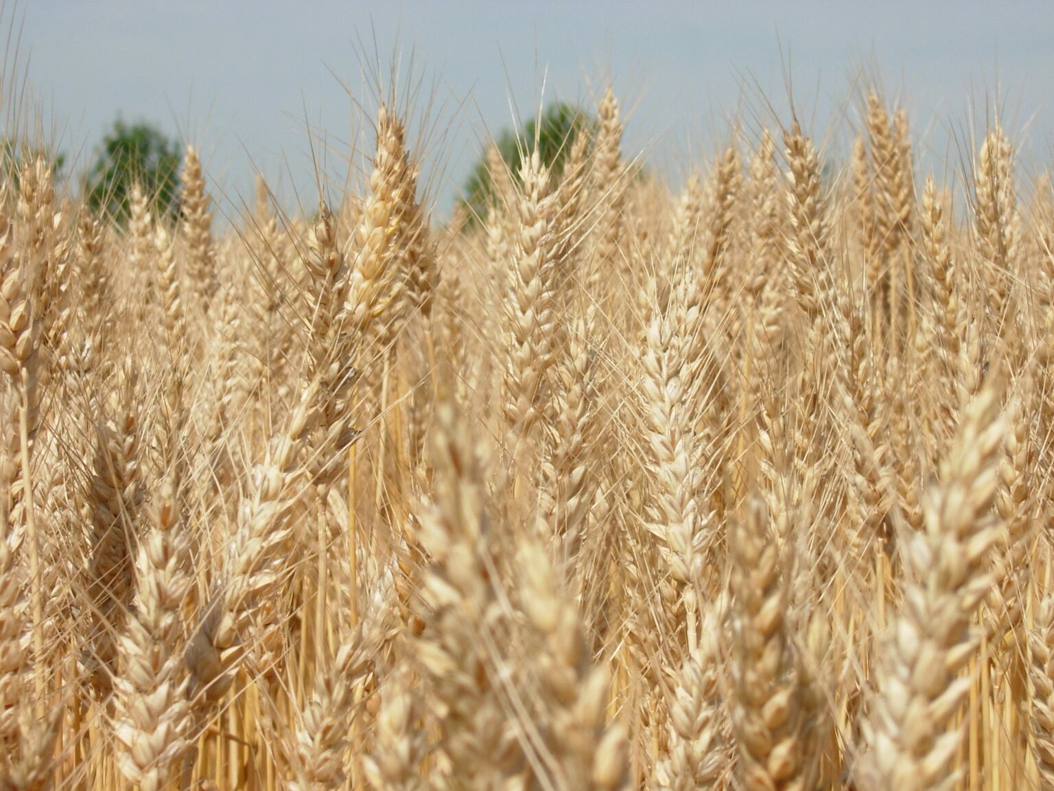 Winterweizen | Saatzucht Edelhof
