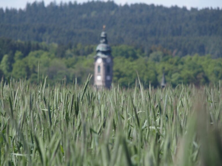 Winterroggen | Saatzucht Edelhof