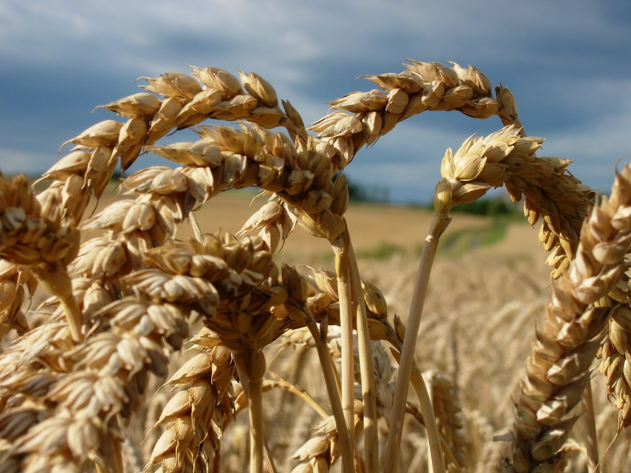 Winterweizen | Saatzucht Edelhof